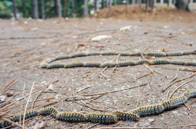 Processionary Caterpillars - Marching in March - Lifestyle Services Spain